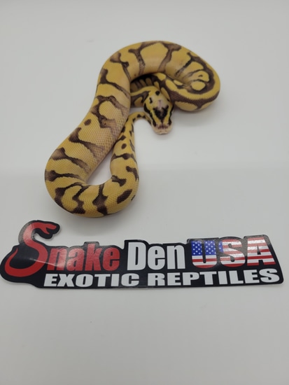 Super Enchi Orange Dream Fire Pastel Poss. Super Pastel Ball Python by ...