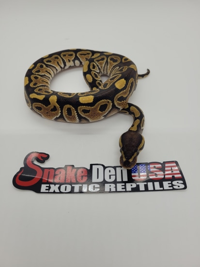 Orange Dream Granite Ball Python by Snake Den USA Exotic Reptiles