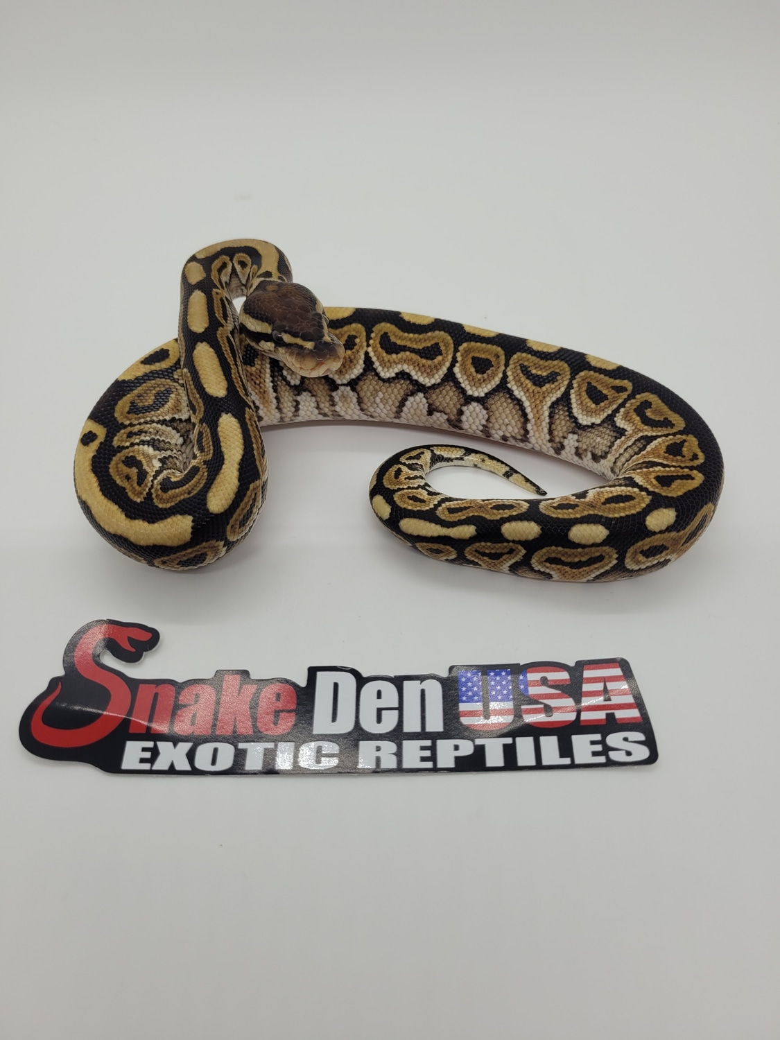 Orange Dream Granite Ball Python by Snake Den USA Exotic Reptiles LLC ...