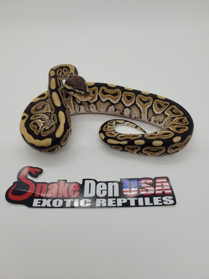 Orange Dream Granite Ball Python by Snake Den USA Exotic Reptiles
