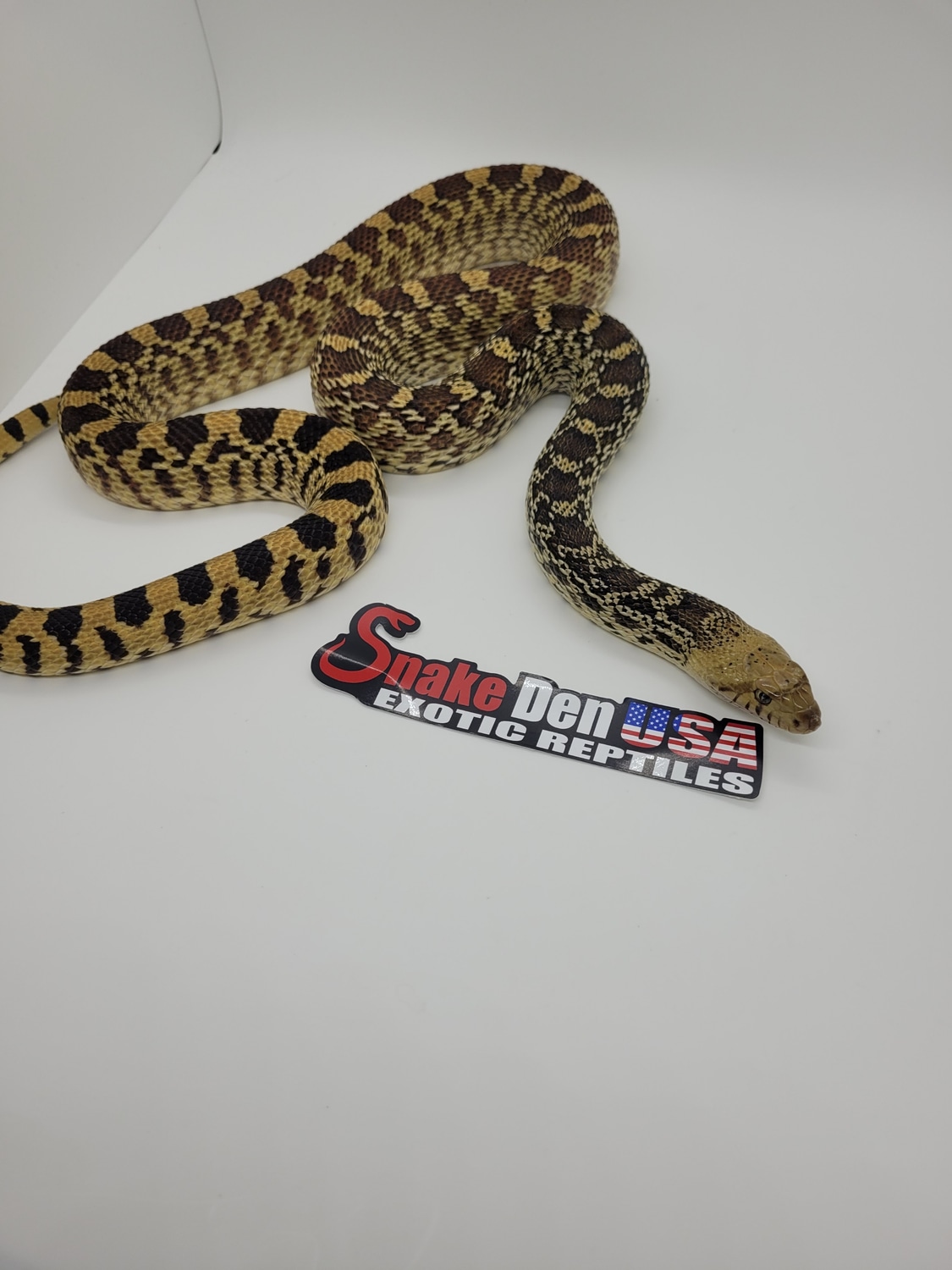 Het Trumbower / White Side 66% Ballum 50% Miami / Patternless Bullsnake ...