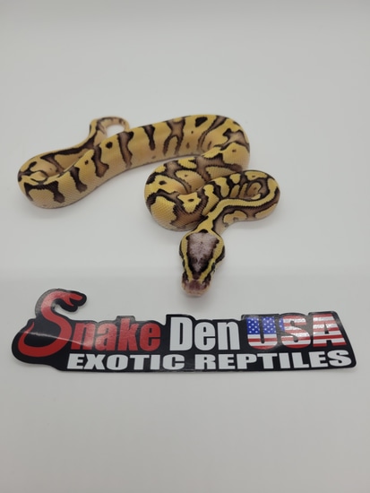 Super Pastel Orange Dream Enchi Ball Python by Snake Den USA Exotic ...
