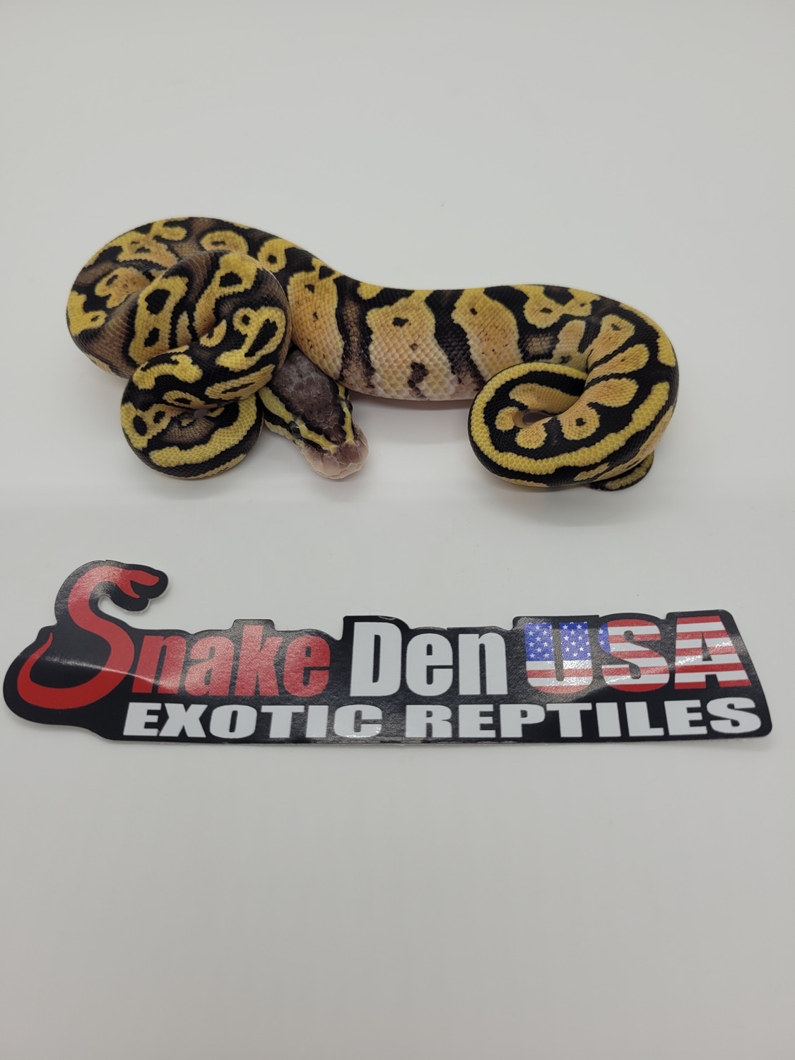 Pastel Orange Dream Enchi Fire Ball Python by Snake Den USA Exotic ...