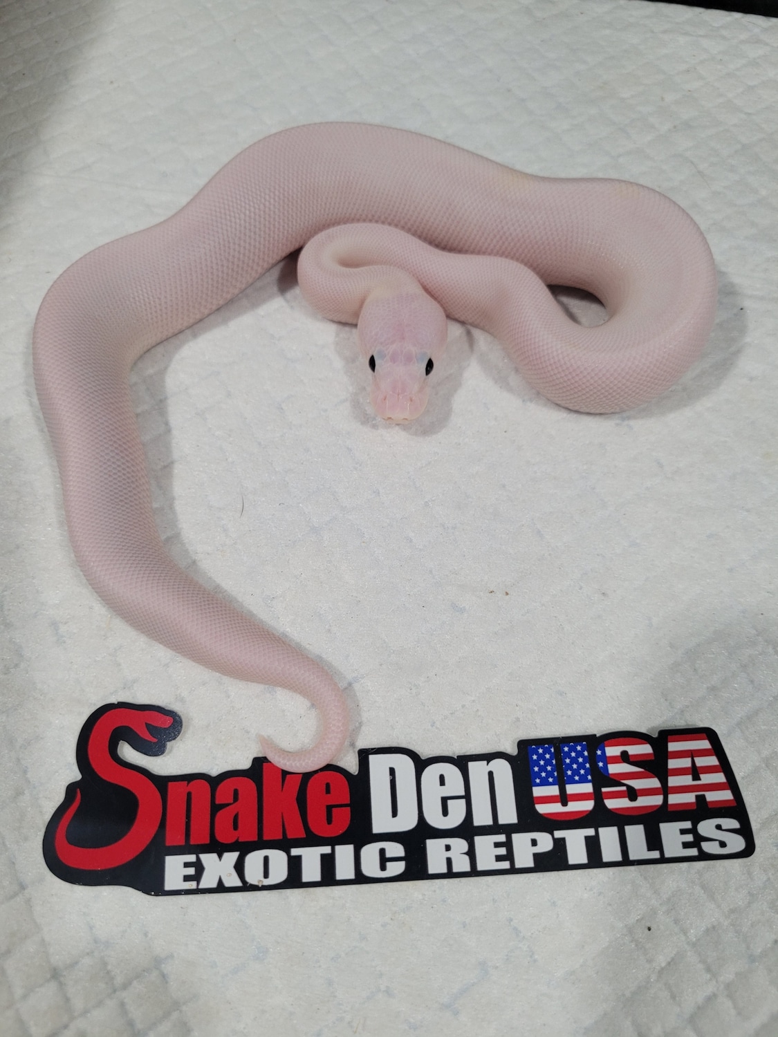 Super Fire *All White* Ball Python by Snake Den USA Exotic Reptiles LLC ...