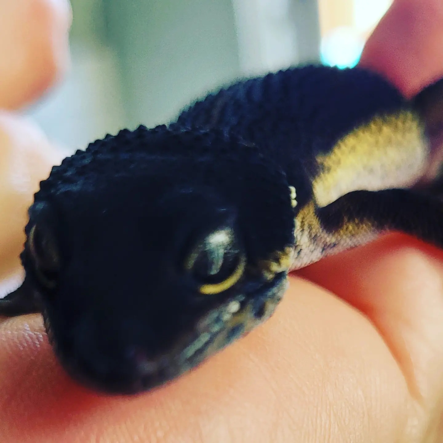 Black Night Leopard Gecko by Snake Den USA Exotic Reptiles LLC ...