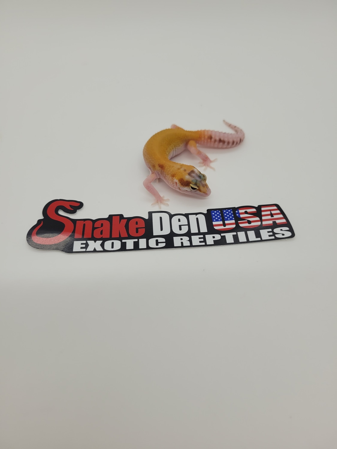 White & Yellow Tangerine Raptor Leopard Gecko by Snake Den USA Exotic ...
