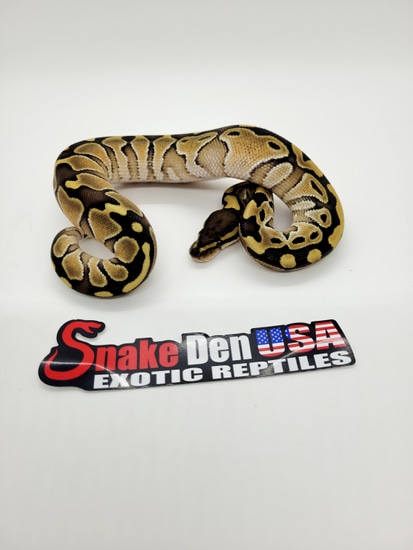 Fire Blade Ball Python by Snake Den USA Exotic Reptiles