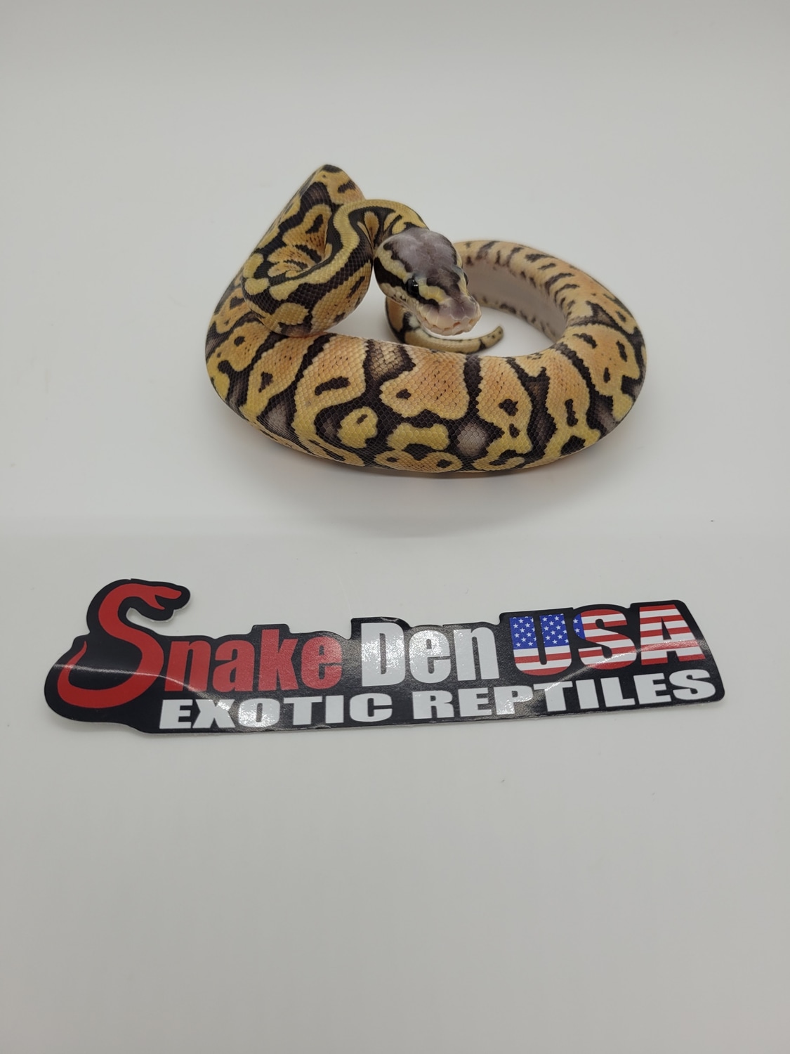 Super Pastel Hypo Ball Python by Snake Den USA Exotic Reptiles ...