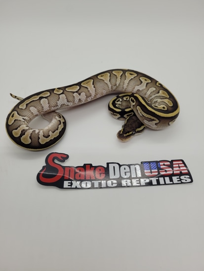 Pastel Lesser Ball Python by Snake Den USA Exotic Reptiles