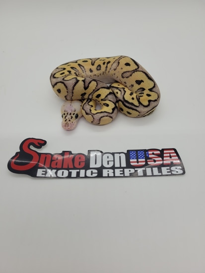Firefly Clown Ball Python by Snake Den USA Exotic Reptiles
