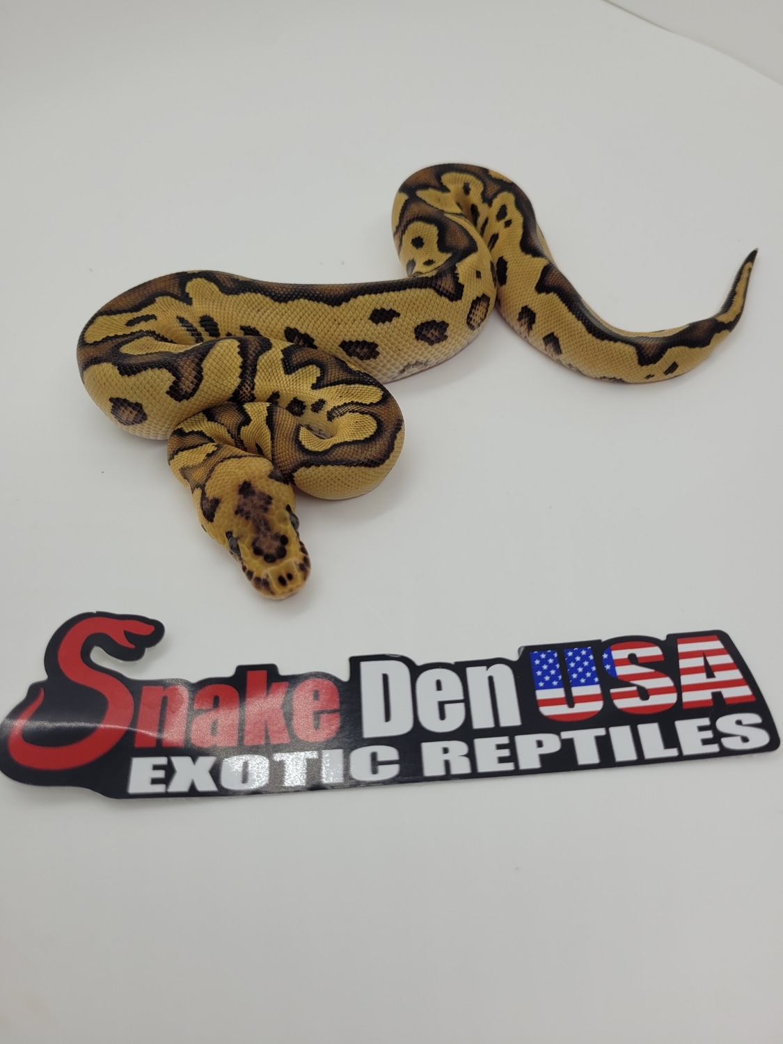 Fire Clown Ball Python by Snake Den USA Exotic Reptiles LLC - MorphMarket