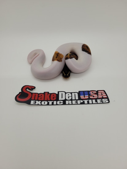 Orange Dream Piebald 50% Het Ultramel / High White Ball Python by Snake ...