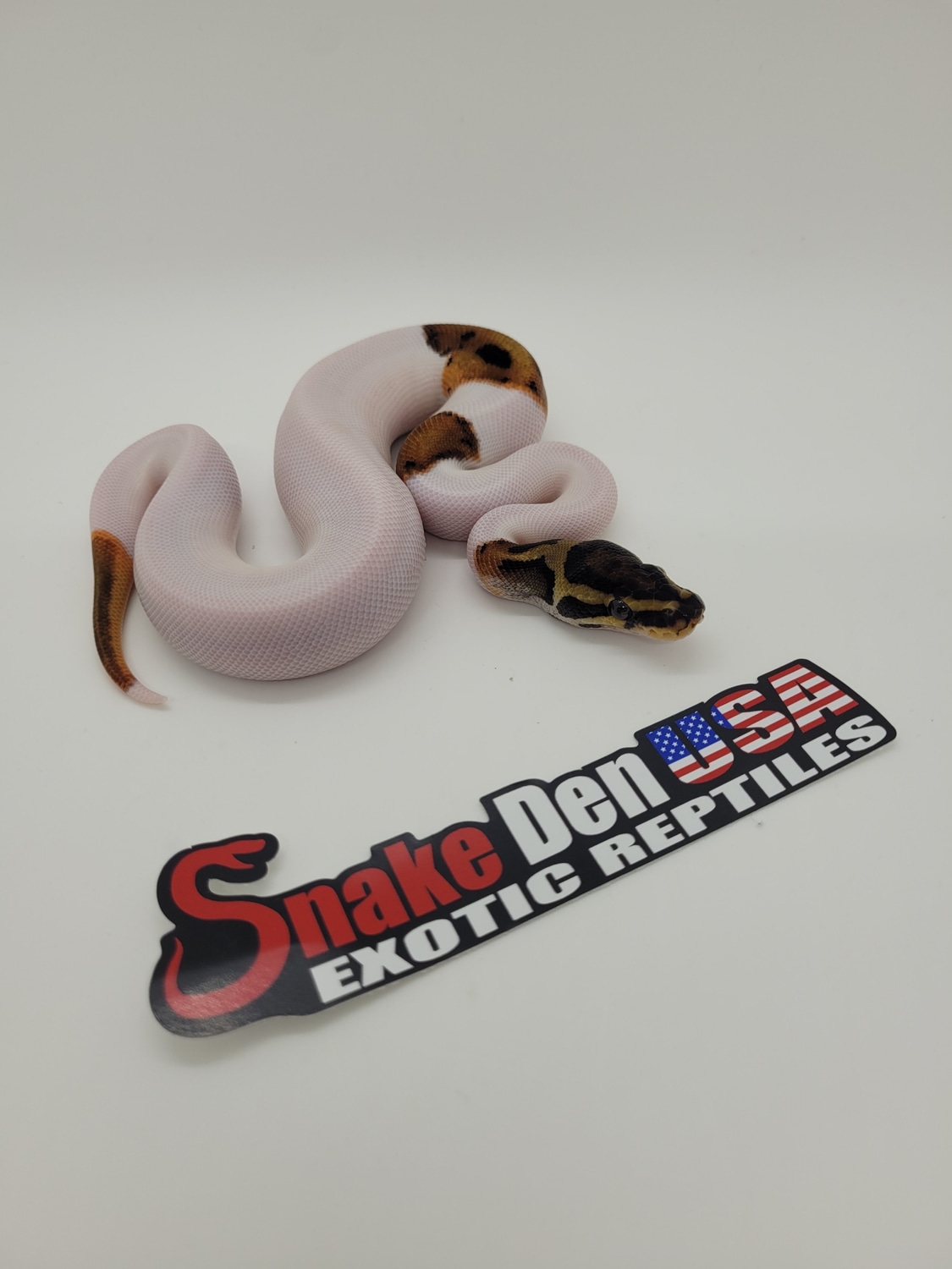 Orange Dream Piebald 50% Het Ultramel / High White Ball Python by Snake ...