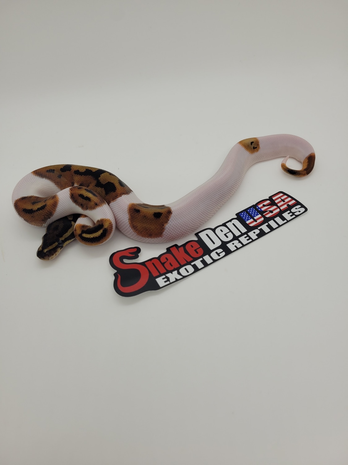 Orange Dream Piebald 50% Het Ultramel / High White Ball Python by Snake ...
