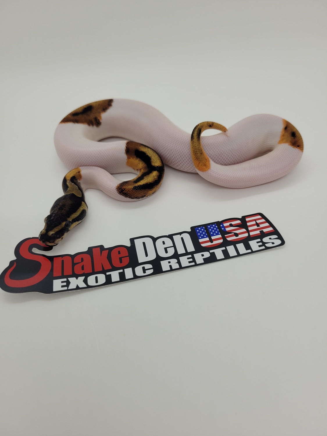 Orange Dream Piebald 50% Het Ultramel / Smiley Face Ball Python by ...