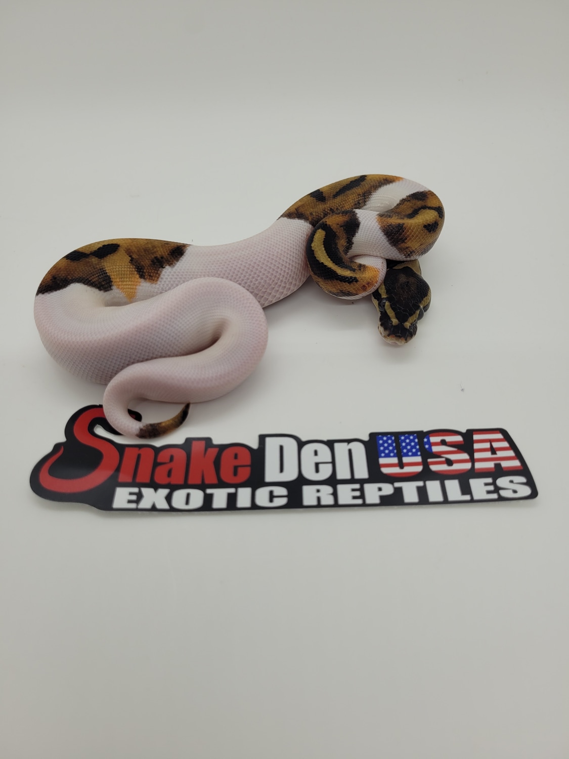 Orange Dream Piebald 50% Het Ultramel Ball Python by Snake Den USA ...