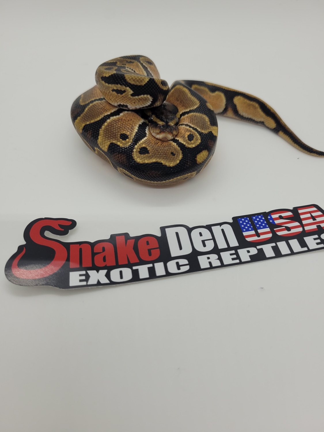 Orange Dream 100% Piebald 50% Ultramel Ball Python by Snake Den USA ...