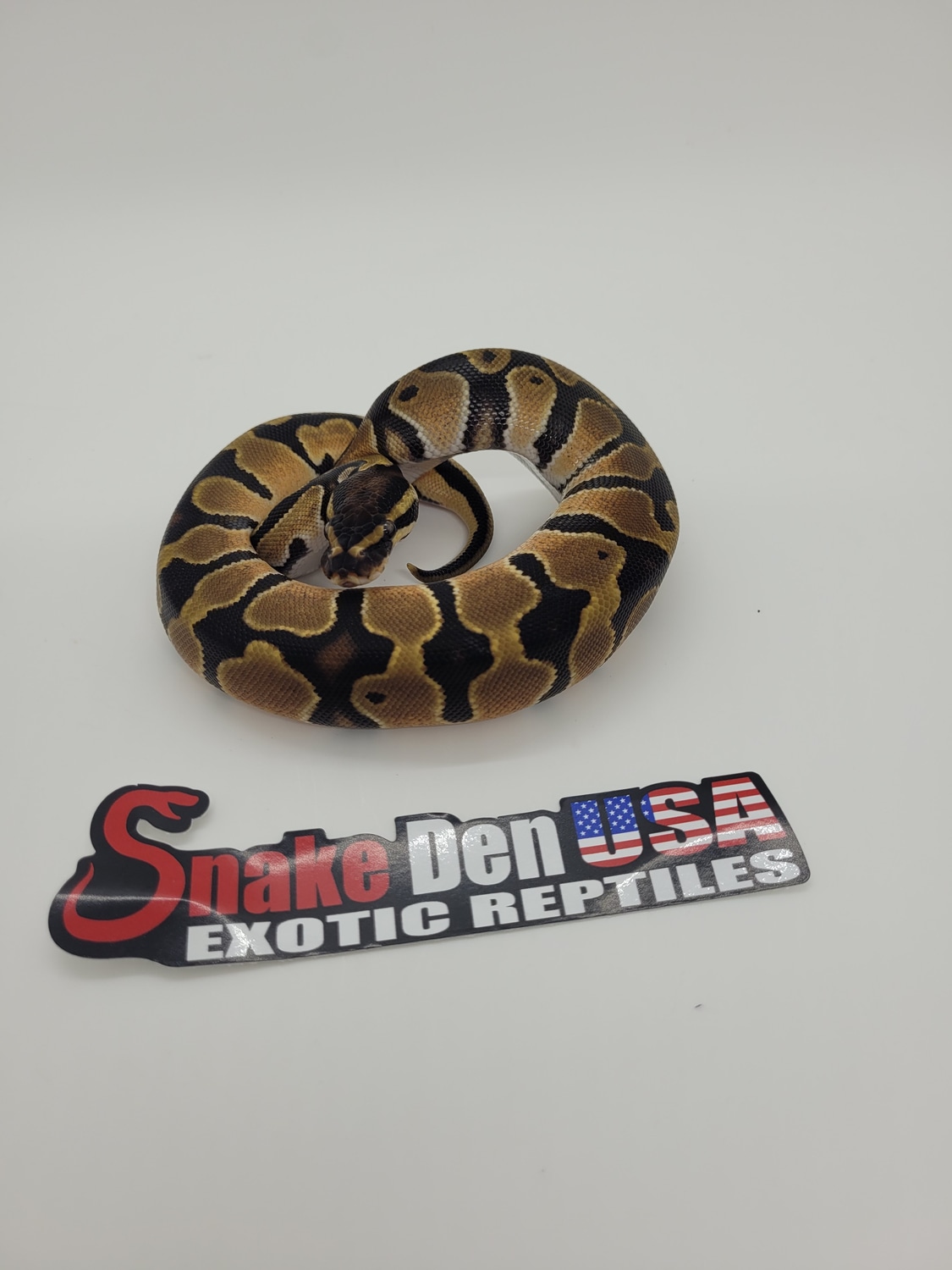 Orange Dream 100% Het Piebald 50% Het Ultramel Ball Python by Snake Den ...
