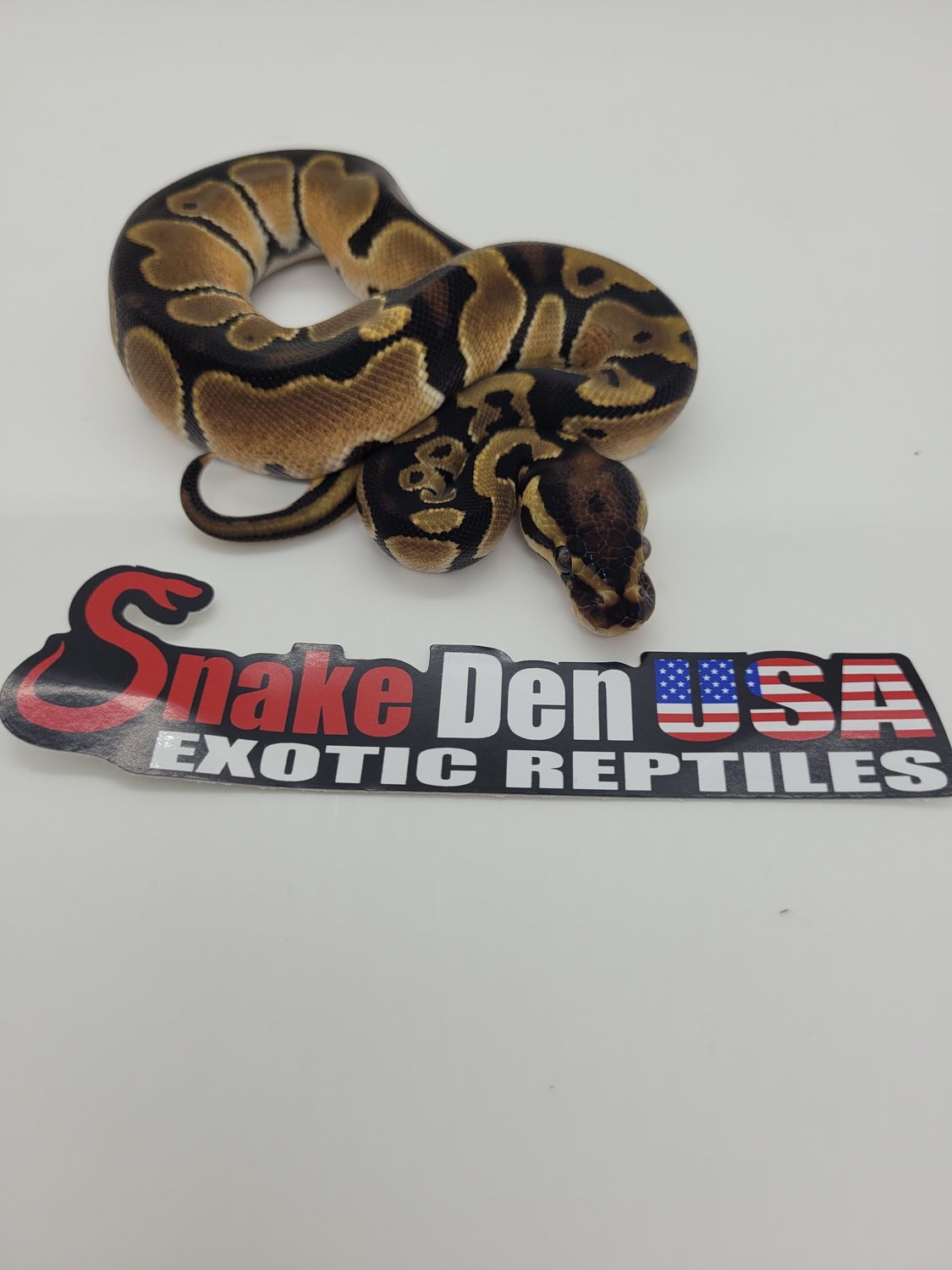 Orange Dream 100% Het Piebald 50% Het Ultramel Ball Python by Snake Den ...