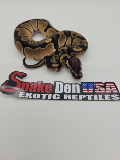 Orange Dream 100% Het Piebald 50% Het Ultramel Ball Python by Snake Den ...