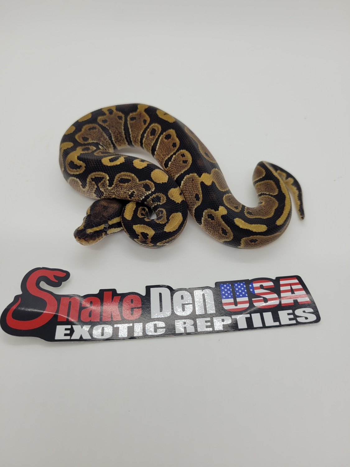 Normal 100% Het Piebald 66% Het Lavender Albino Ball Python by Snake ...