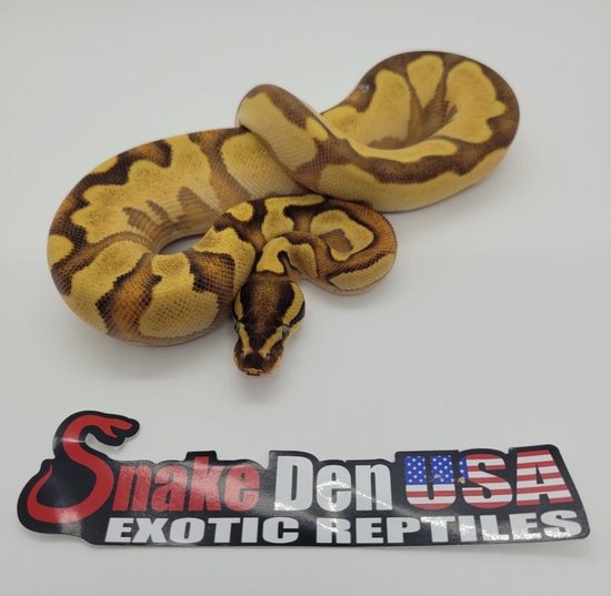 Orange Dream Fire Enchi Yellow Belly Ball Python by Snake Den USA ...