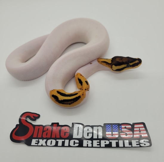 Orange Dream Fire Yellow Belly Piebald 50% Het Ultramel Ball Python by ...