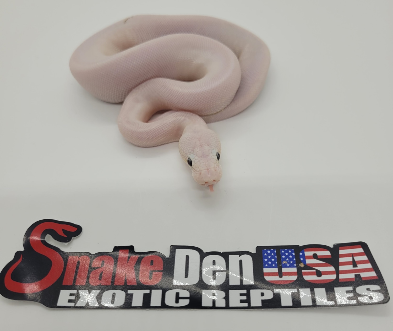 Blue Eyed Lucy Ball Python by Snake Den USA Exotic Reptiles LLC - MorphMarket