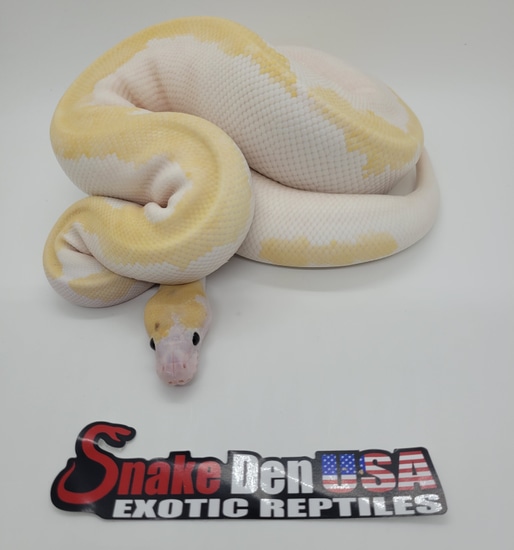 Orange Dream Super Fire Leopard Poss YB Ball Python by Snake Den USA ...