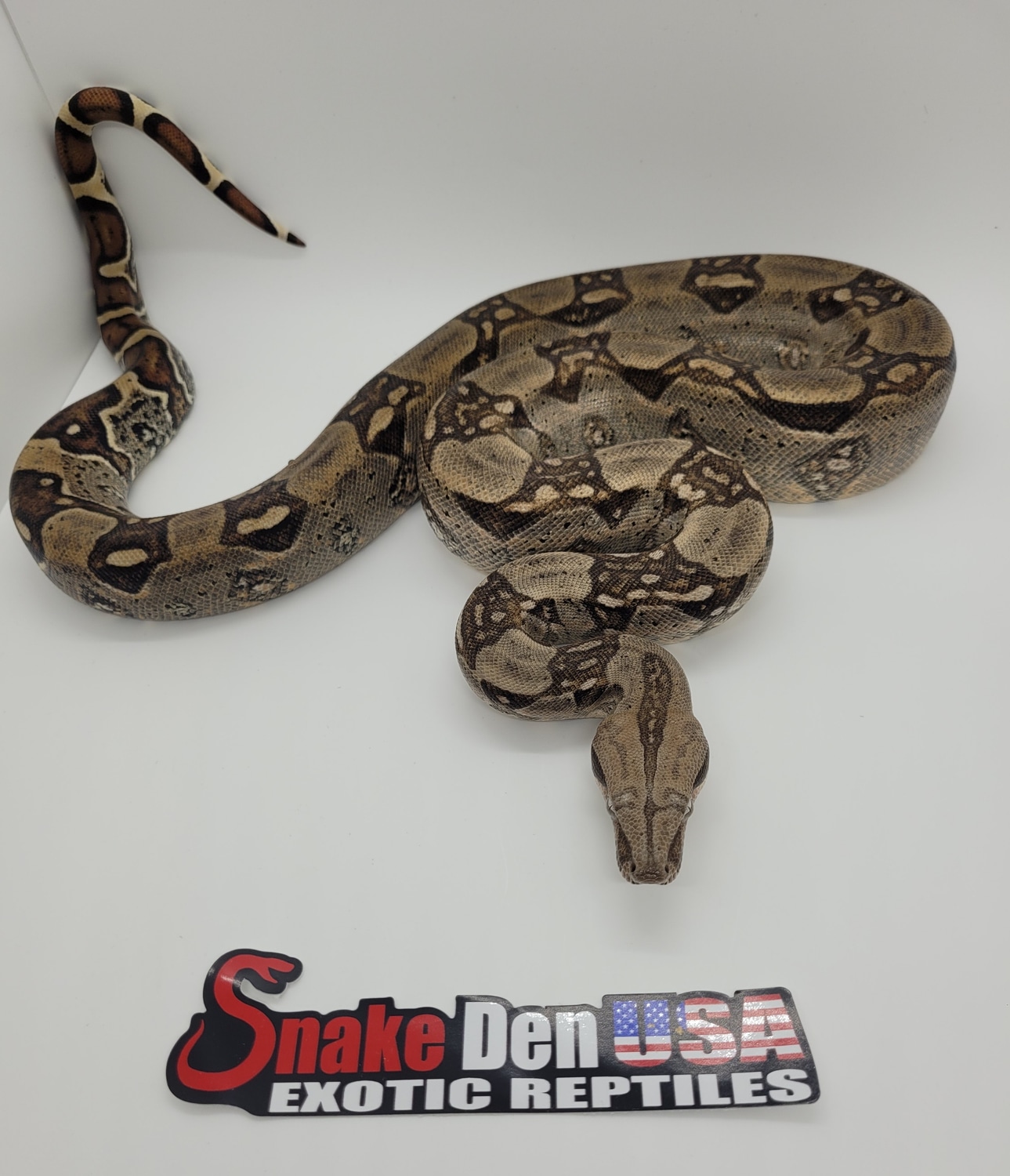 Venezuelan Paraguenera Pair Boa Constrictor by Snake Den USA Exotic ...