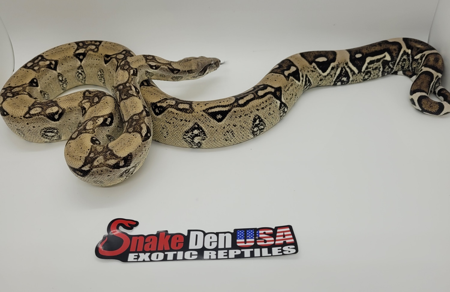Venezuelan Paraguenera Pair Boa Constrictor by Snake Den USA Exotic ...