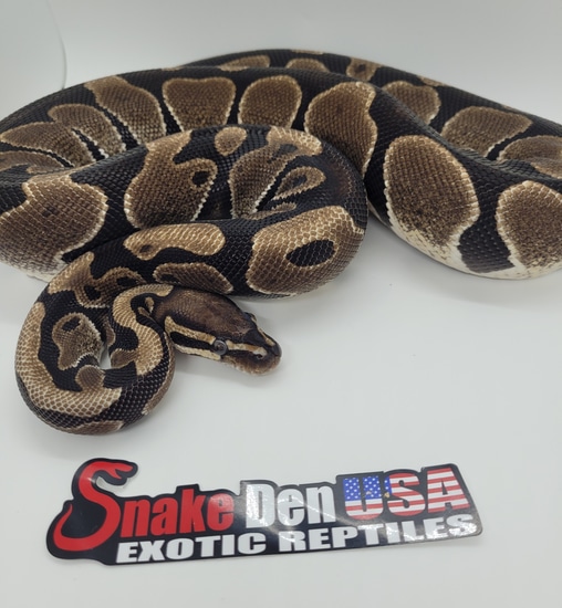 Scaless Head 50% Het Albino Ball Python by Snake Den USA Exotic Reptiles