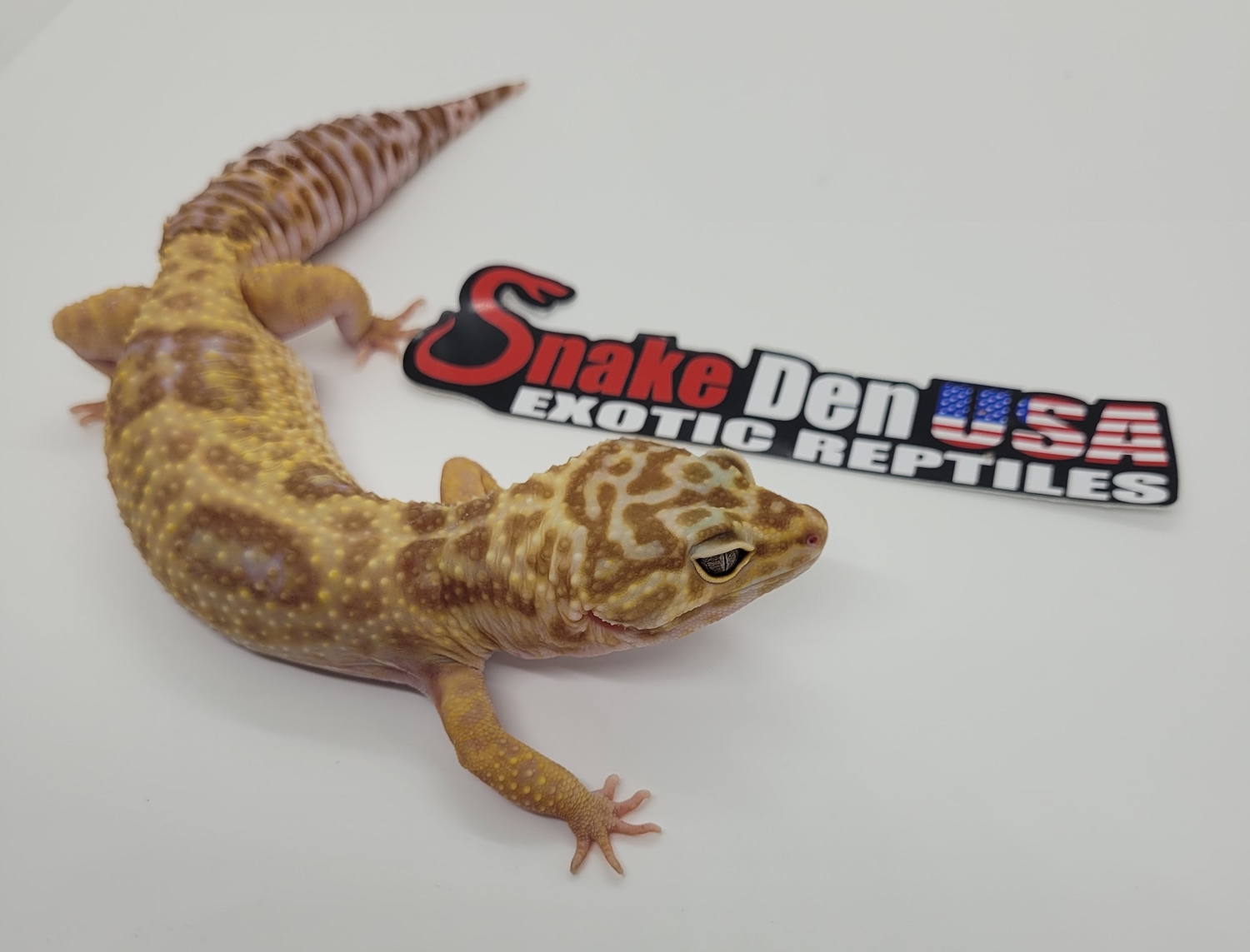 White & Yellow Tremper 25% Black Night Leopard Gecko by Snake Den USA Exotic Reptiles LLC ...
