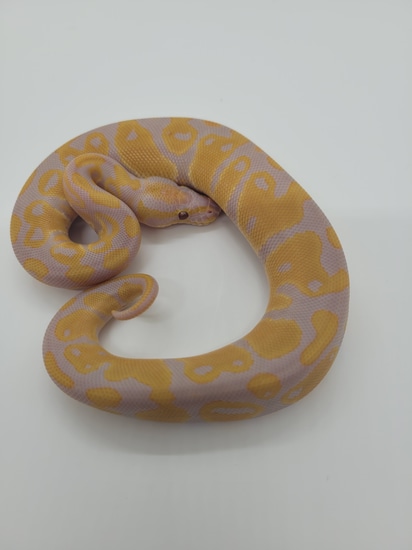 Candy 66% Het Piebald Ball Python by Snake Den USA Exotic Reptiles