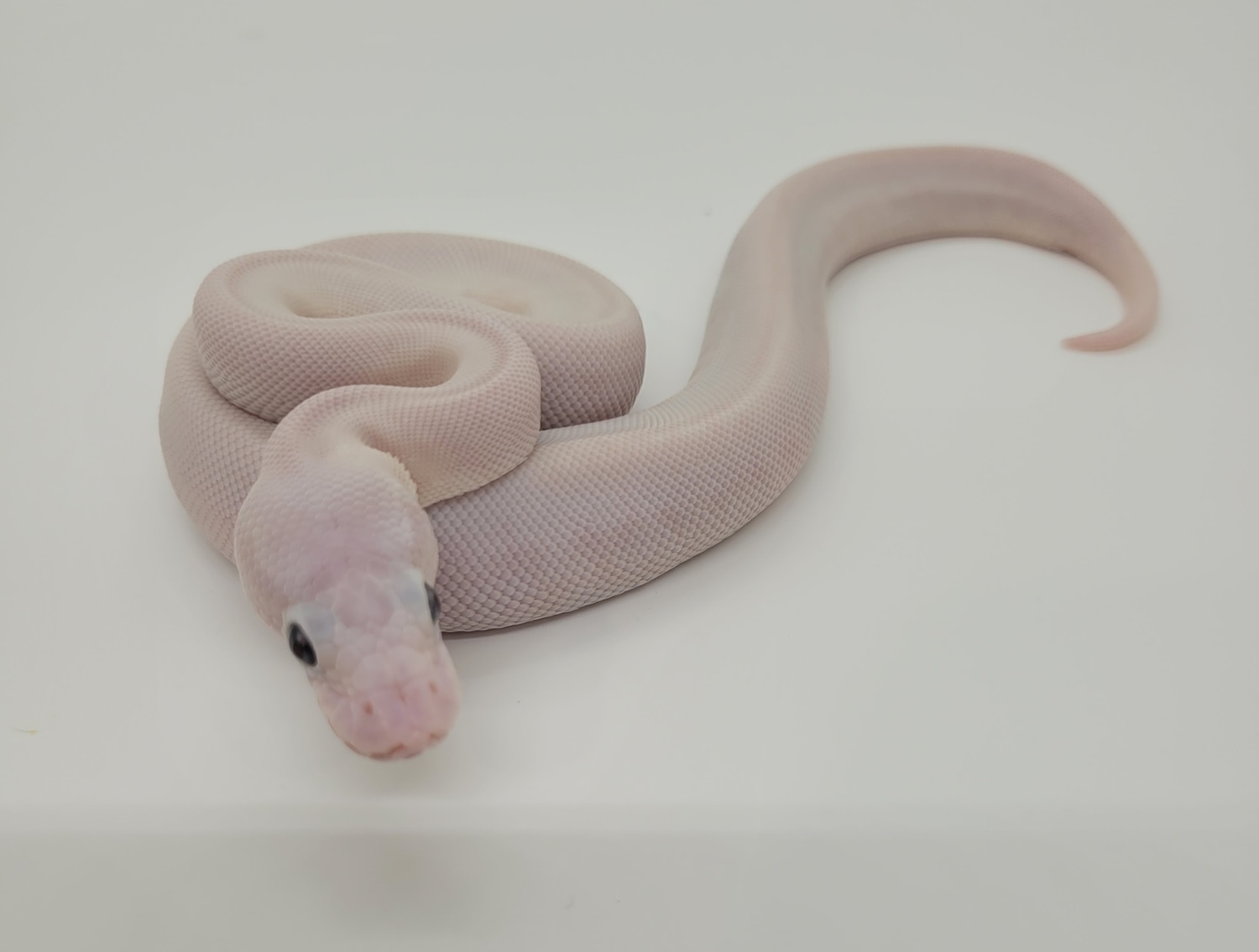 Blue Eyed Lucy Ball Python by Snake Den USA Exotic Reptiles LLC ...