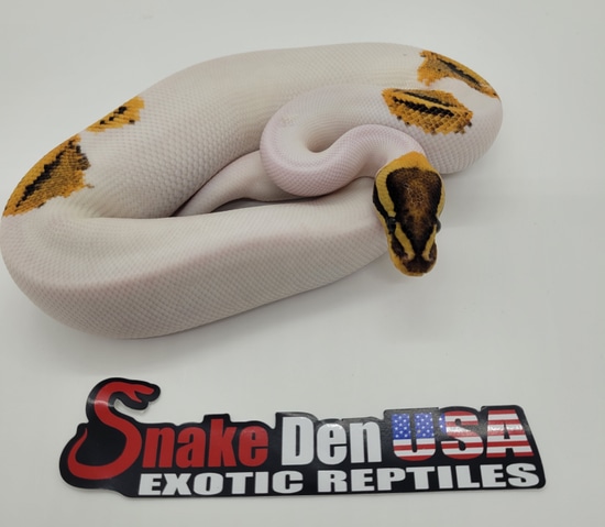 Orange Dream Enchi Fire 50% Het Ultramel Ball Python by Snake Den USA ...