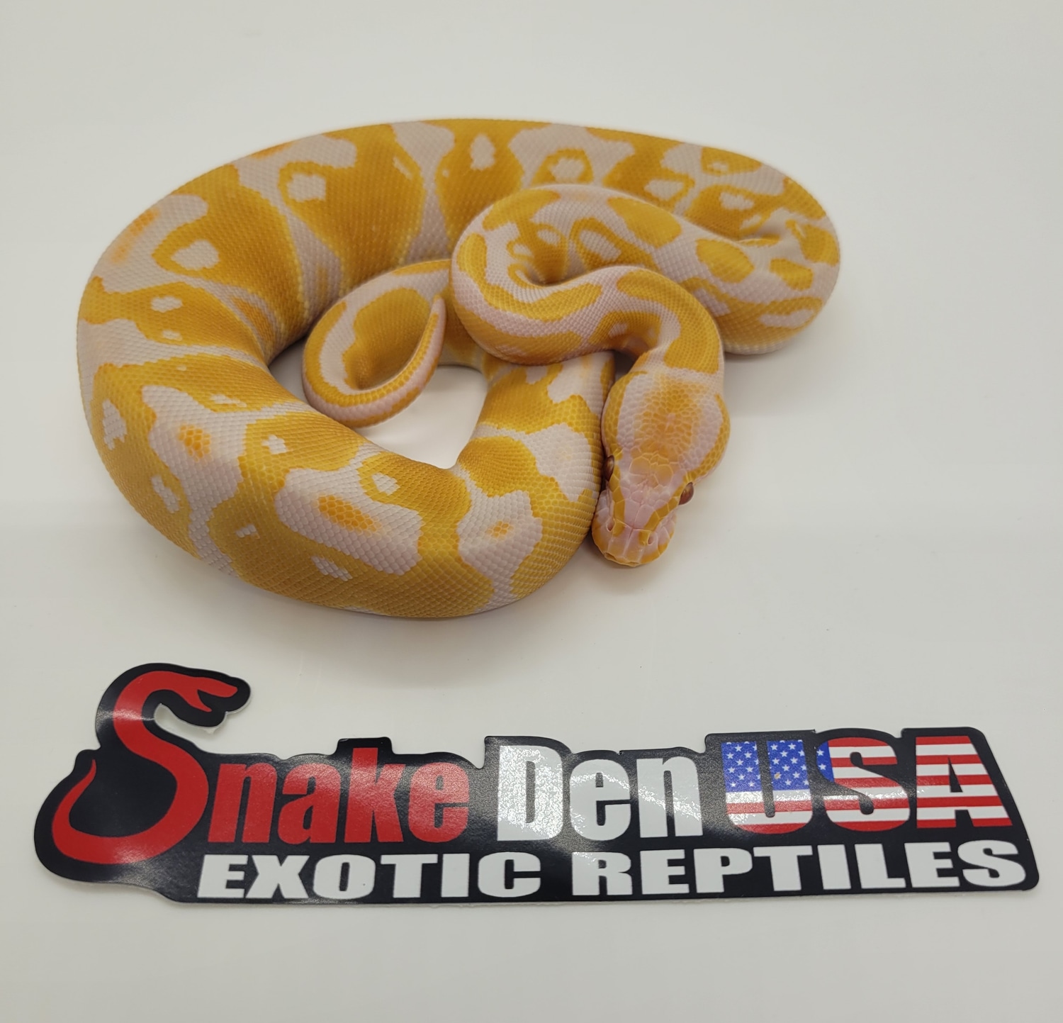 Candino 66% Het Piebald Ball Python by Snake Den USA Exotic Reptiles ...