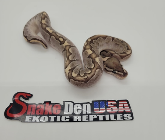Bamboo Enchi Fire Ball Python by Snake Den USA Exotic Reptiles