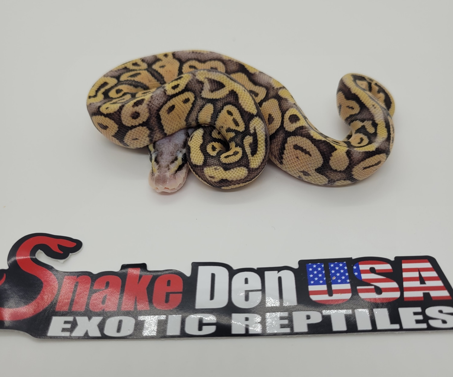 Super Pastel Super Orange Dream Ball Python by Snake Den USA Exotic ...