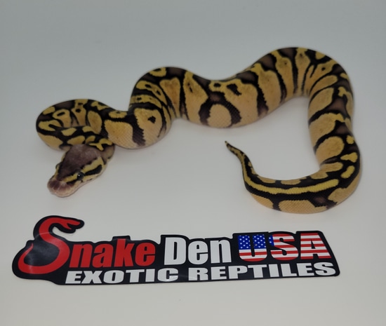Firefly Ball Python by Snake Den USA Exotic Reptiles