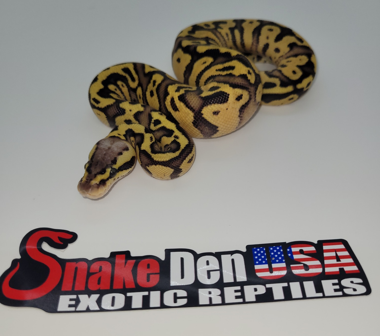 Firefly Ball Python by Snake Den USA Exotic Reptiles LLC - MorphMarket