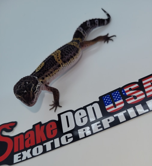 Black Night Black Pearl Leopard Gecko by Snake Den USA Exotic Reptiles