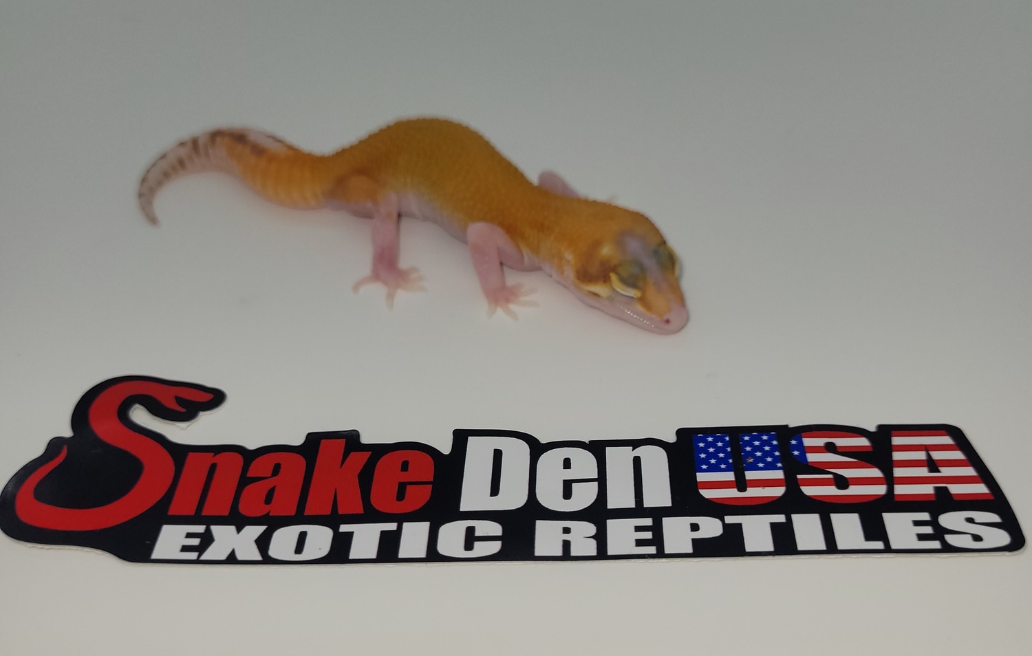 Tangerine Raptor Leopard Gecko by Snake Den USA Exotic Reptiles LLC ...