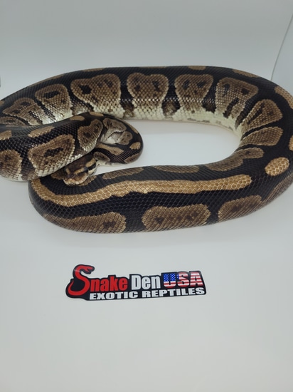Granite Ball Python by Snake Den USA Exotic Reptiles