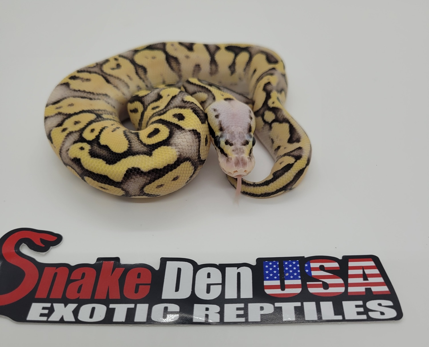 Super Pastel Super Orange Dream Fire Ball Python by Snake Den USA ...