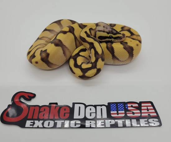 Super Pastel Super Orange Dream Enchi Ball Python by Snake Den USA ...