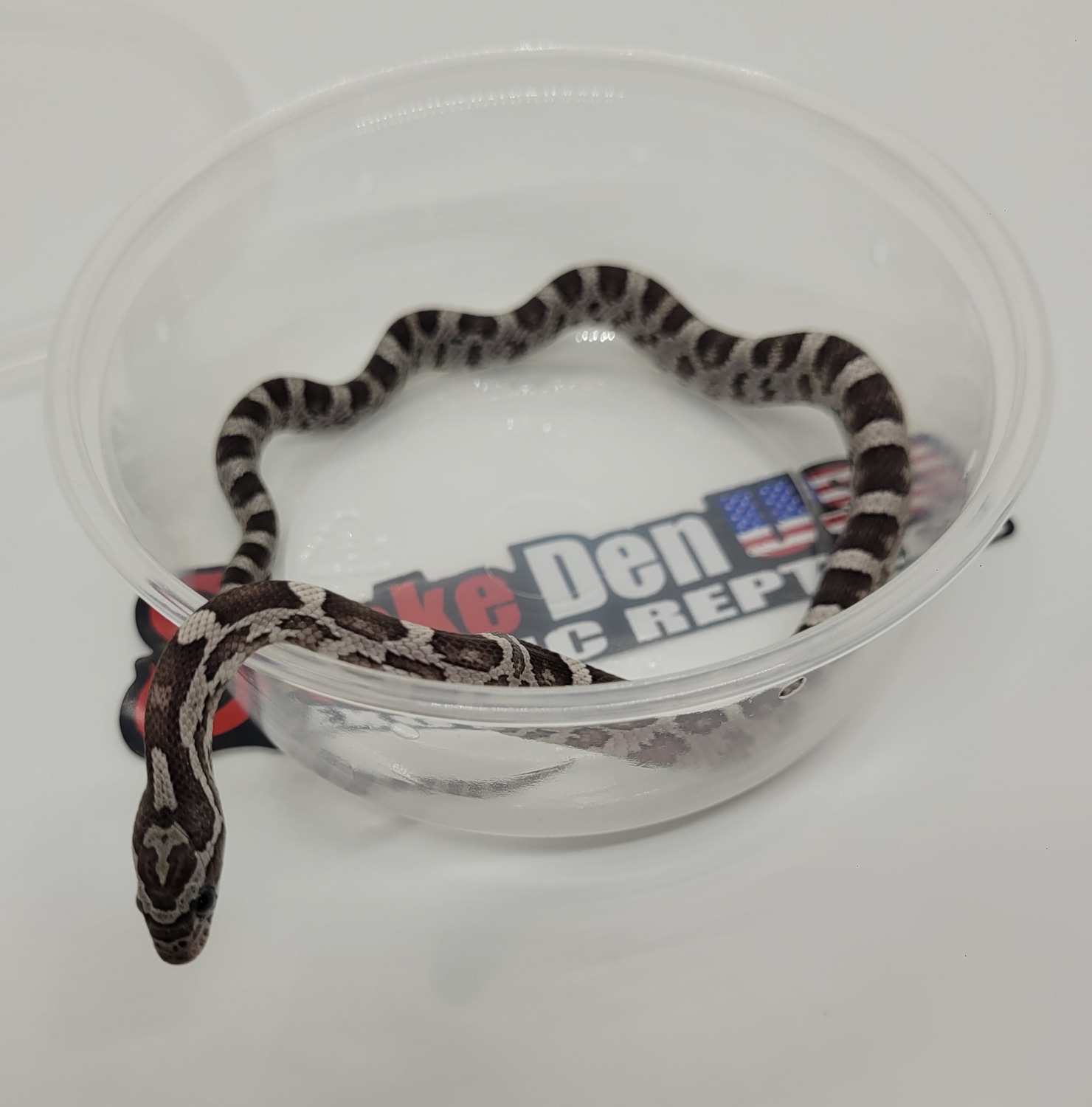 Anery Corn Snake by Snake Den USA Exotic Reptiles LLC - MorphMarket