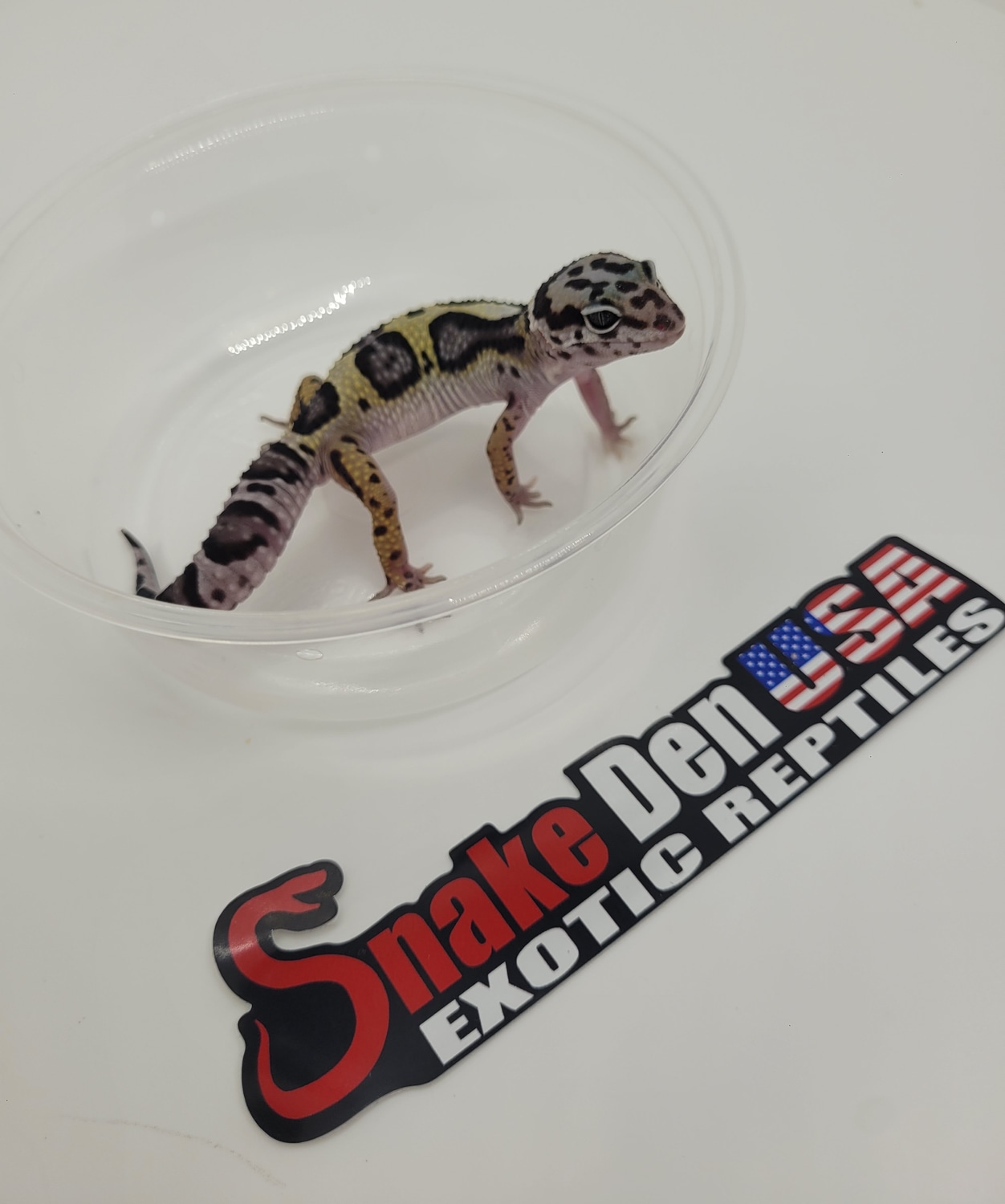 Mack Snow Lavender Bold Stripe Leopard Gecko by Snake Den USA Exotic ...