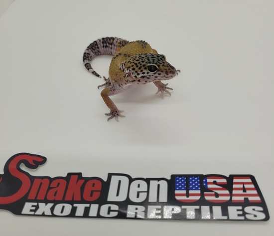 Black Night Black Pearl Leopard Gecko by Snake Den USA Exotic Reptiles