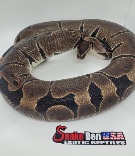 Super Blade Ball Python by Snake Den USA Exotic Reptiles